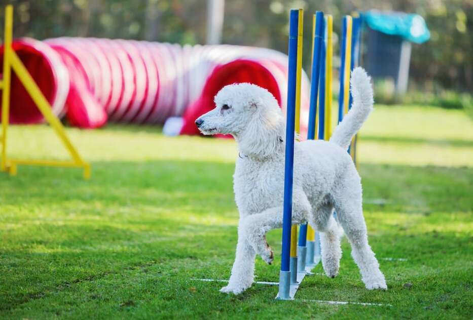 Giant Poodle - Your Complete Breed Guide To The Royal Poodle - The ...