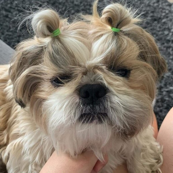 21 Shih Tzu Hairstyles That Would Make Your Shih Tzu A Star - The Goody Pet
