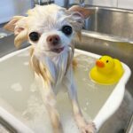 11 Safety Tips If Your Dog Ate An Ant Trap - The Goody Pet