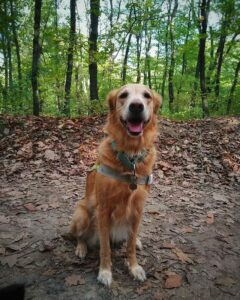 11 Safety Tips If Your Dog Ate An Ant Trap - The Goody Pet