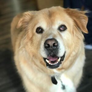 58 Golden Retriever Mixes That Would Amaze You - The Goody Pet