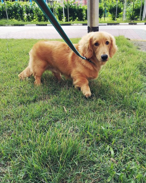 26 Weird & Unusual Dog Mixes You Find Them Hard To Believe - The Goody Pet