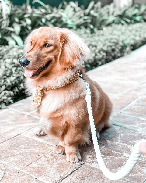 43 Adorable Dachshund Mixes That You Never Knew Existed - The Goody Pet