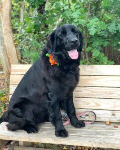 58 Golden Retriever Mixes That Would Amaze You - The Goody Pet