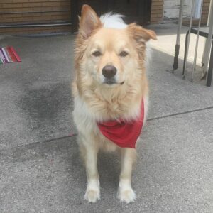 21 Shiba Inu Mixes That You Would Find Adorable - The Goody Pet