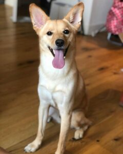 58 Golden Retriever Mixes That Would Amaze You - The Goody Pet