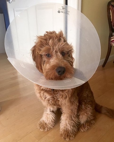 Golden Poodle - Your Complete Breed Guide To The Goldendoodle - The ...