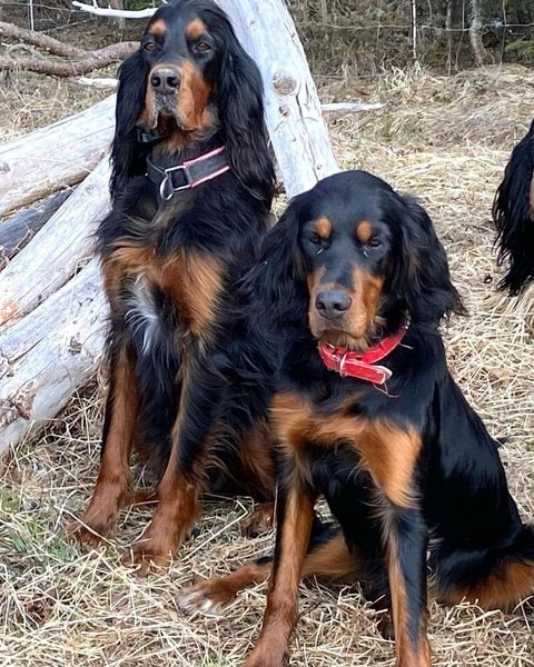 4 Setter Dog Breeds Historically Known For Sporting - The Goody Pet