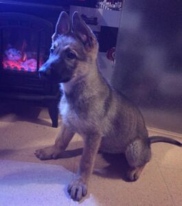 21 Gorgeous Colors And Patterns Of A German Shepherd - The Goody Pet