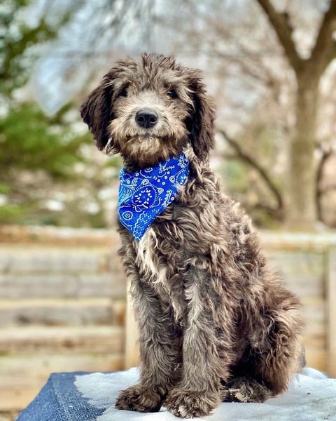 What Colors And Patterns Does A Goldendoodle Come In? - The Goody Pet
