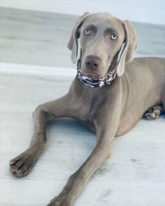 254 Gray/Silver Dog Names For The Pooches With Metallic Looks - The ...