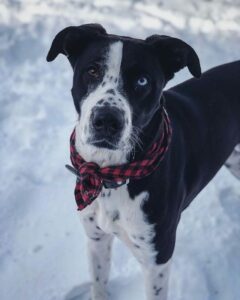 22 Great Dane Mixes That You Would Love - The Goody Pet