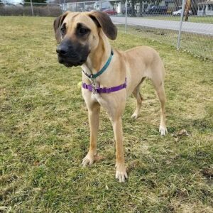 22 Great Dane Mixes That You Would Love - The Goody Pet