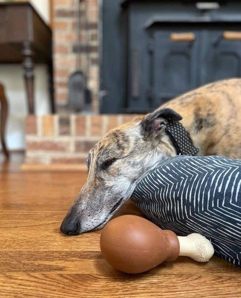 31 Quiet Dog Breeds That Redefine The Term 'Hush Puppies - The Goody Pet