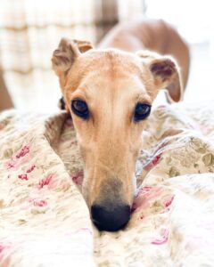 18 Dog Breeds With Long Snouts That You Can Call Nosy - The Goody Pet