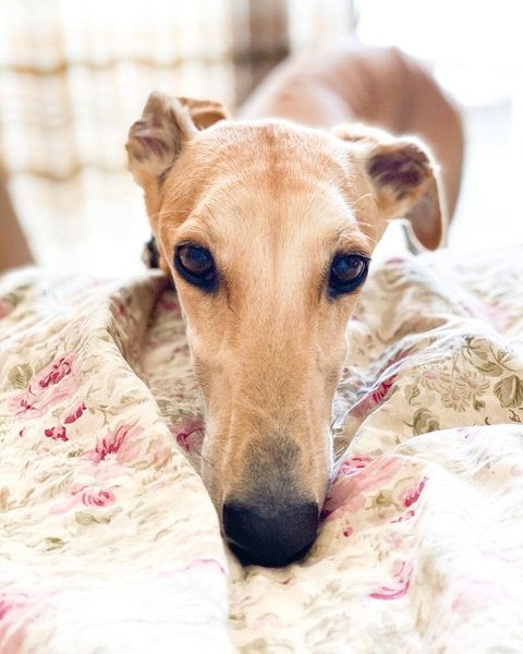 18 Dog Breeds With Long Snouts That You Can Call Nosy - The Goody Pet