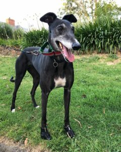 REVEALED! 32 Of The Most Trainable Dogs For First Time Pet Parents ...