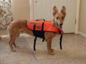 52 Extremely Adorable Corgi Mixes That Will Make You Go Awww - The ...