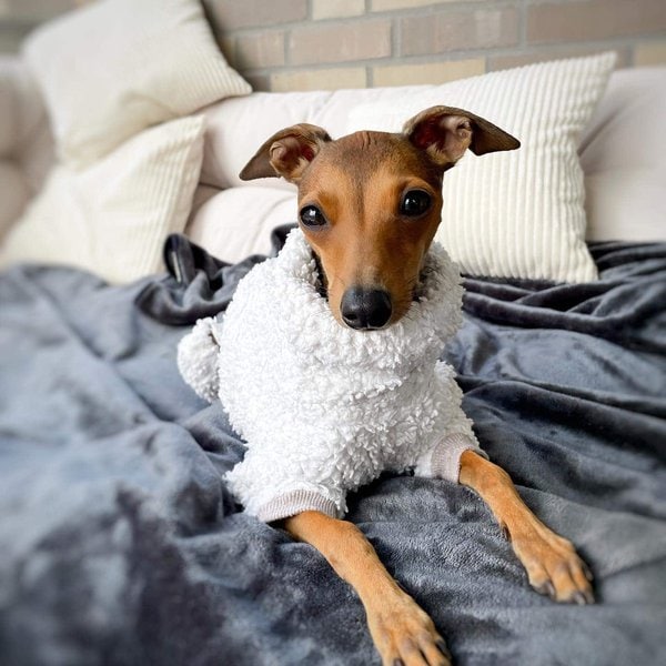 14 African Dog Breeds Originating From The Continent Of Africa - The ...