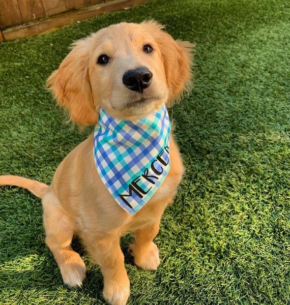 Mini Golden Retriever - Your Complete Breed Guide - The Goody Pet