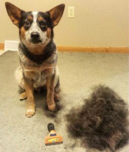 Explained: Differences Between Dog Hair And Dog Fur - The Goody Pet