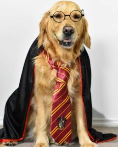 205 Harry Potter Dog Names That Potterheads Go Crazy For - The Goody Pet