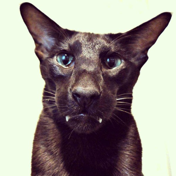 23 Common Cat Breeds That You Can Find In Your Neighborhood - The Goody Pet