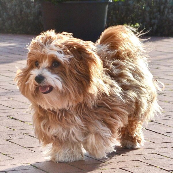Havanese Dog 101: Ultimate Guide + FAQs - The Goody Pet Havanese Dog 101: Ultimate Guide + FAQs - The Goody Pet