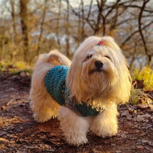 32 Low-Cost Dog Breeds That Shouldn’t Burn A Hole In Your Pocket - The ...
