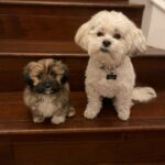 62 Poodle Mixes That You Cannot Remember Them All - The Goody Pet