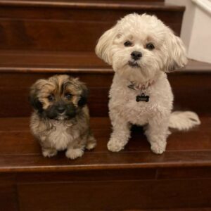 62 Poodle Mixes That You Cannot Remember Them All - The Goody Pet