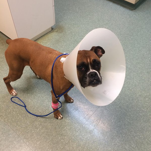 Boxer Breed - Your Complete Guide - The Goody Pet