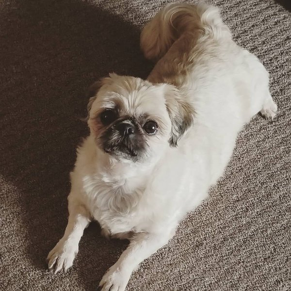 Shih Tzu Pug Mix - Your Complete Breed Guide To The Pug-Zu - The Goody Pet