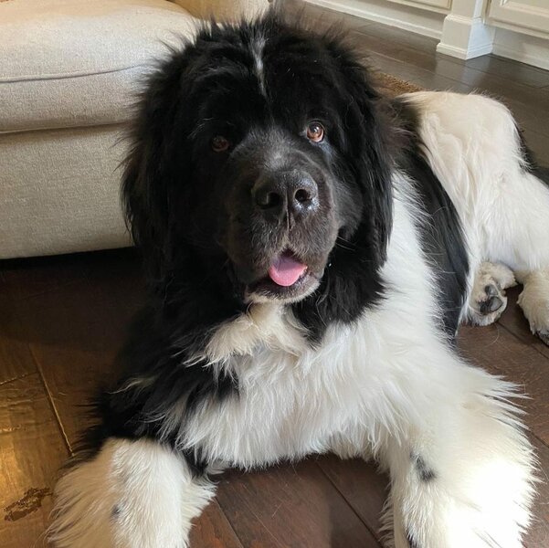 Landseer Newfoundland Dog - Your Complete Breed Guide To The White ...