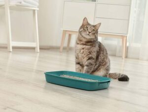 Help! My Cat Is Peeing Everywhere - What Should I Do? - The Goody Pet