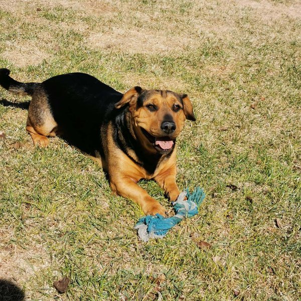 Rottweiler Corgi Mix - Your Complete Breed Guide To Rottgi - The Goody Pet