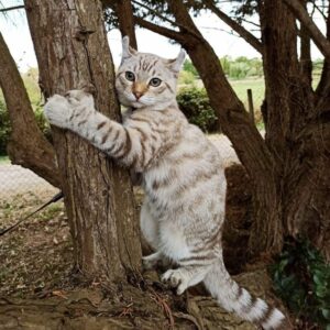 24 Hybrid Cat Breeds That You Would Find Exotic - The Goody Pet