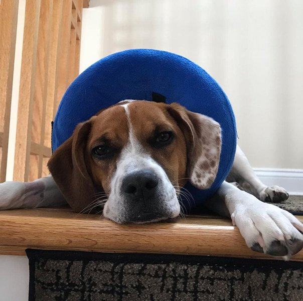 Beagle Boxer Mix - Your Complete Breed Guide To The Boggle - The Goody Pet