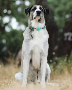 Alentejo Mastiff - Your Complete Breed Guide To Rafeiro Do Alentejo ...