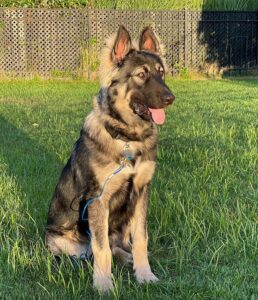 American Alsatian - Your Complete Breed Guide - The Goody Pet