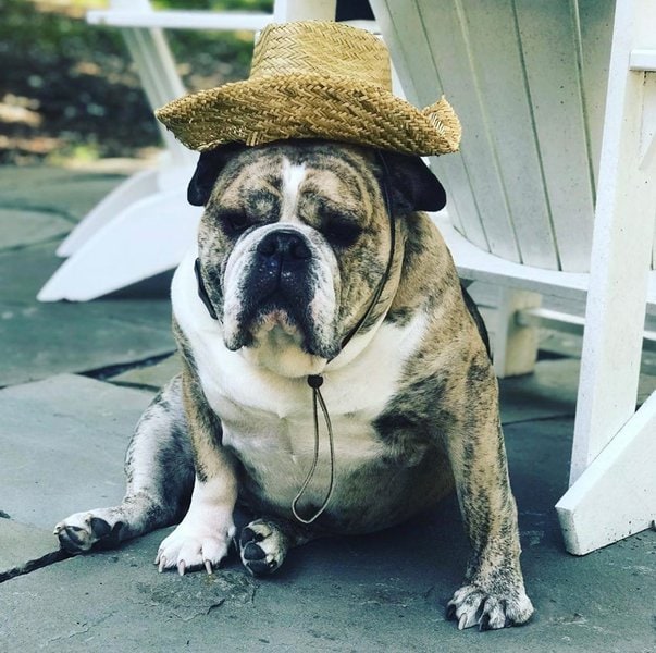 American Bulldog - Your Complete Breed Guide - The Goody Pet