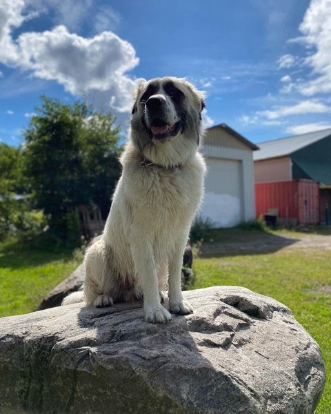 Anatolian Shepherd Great Pyrenees Mix - Your Complete Breed Guide To ...