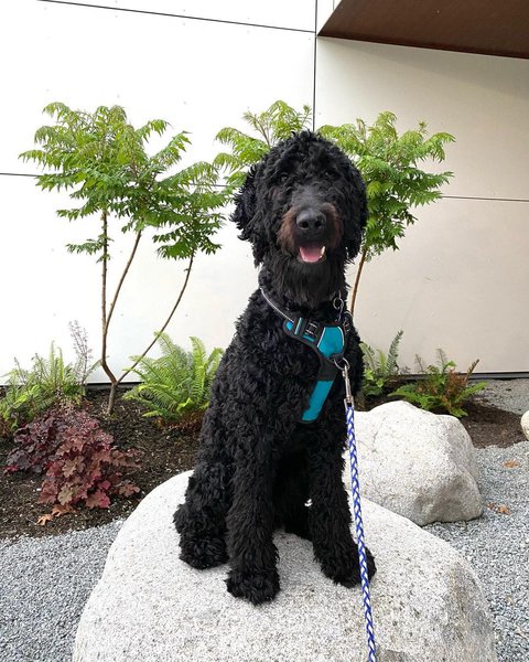 Black Goldendoodle - Your Complete Breed Guide - The Goody Pet
