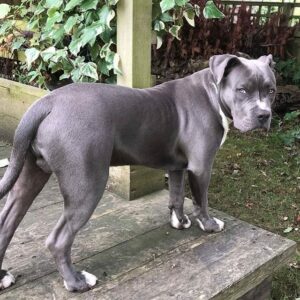 Blue American Bulldog - Your Complete Breed Guide - The Goody Pet
