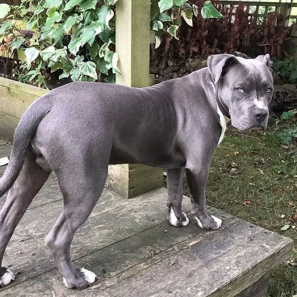 Grey American Bulldog