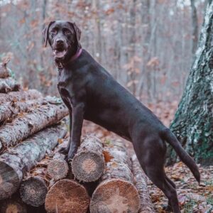 Chocolate Labrador - Your Complete Breed Guide - The Goody Pet