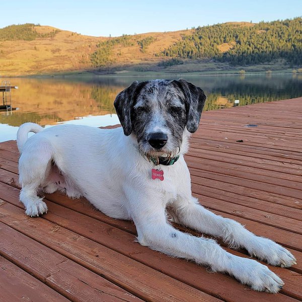 Dalmadoodle Dog Breed - Your Complete Guide To Dalmatian Poodle Mix ...