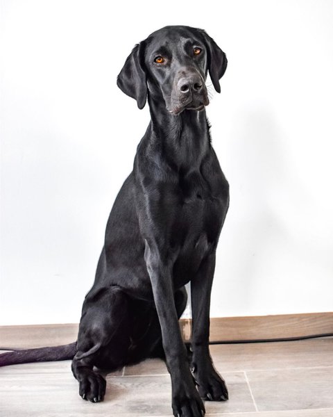 Doberman Lab Mix - Your Complete Breed Guide To The Doberdor - The ...