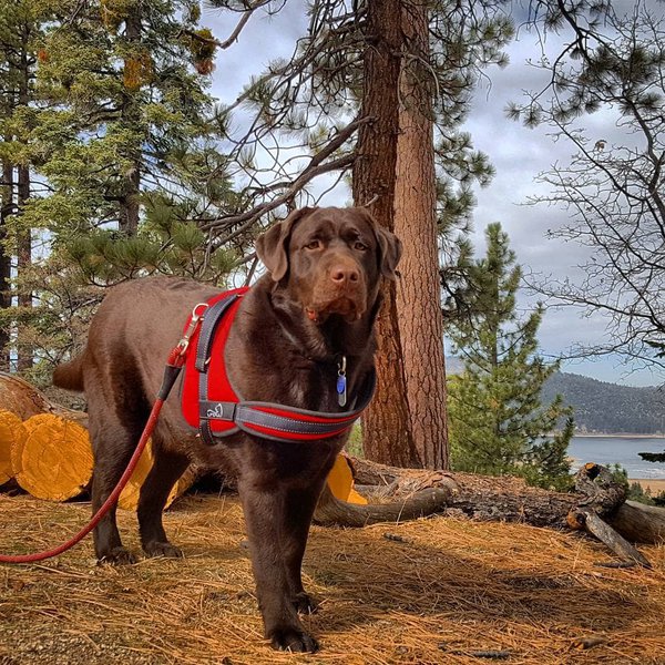 English Labrador - Your Complete Breed Guide - The Goody Pet