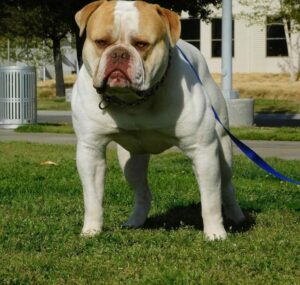 Johnson American Bulldog - Your Complete Breed Guide To The Classic ...